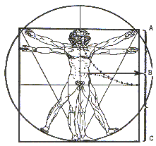 Sacred Geometry - PHI - 'The Sacred Cut' - Wooden Earth Creations Ltd.